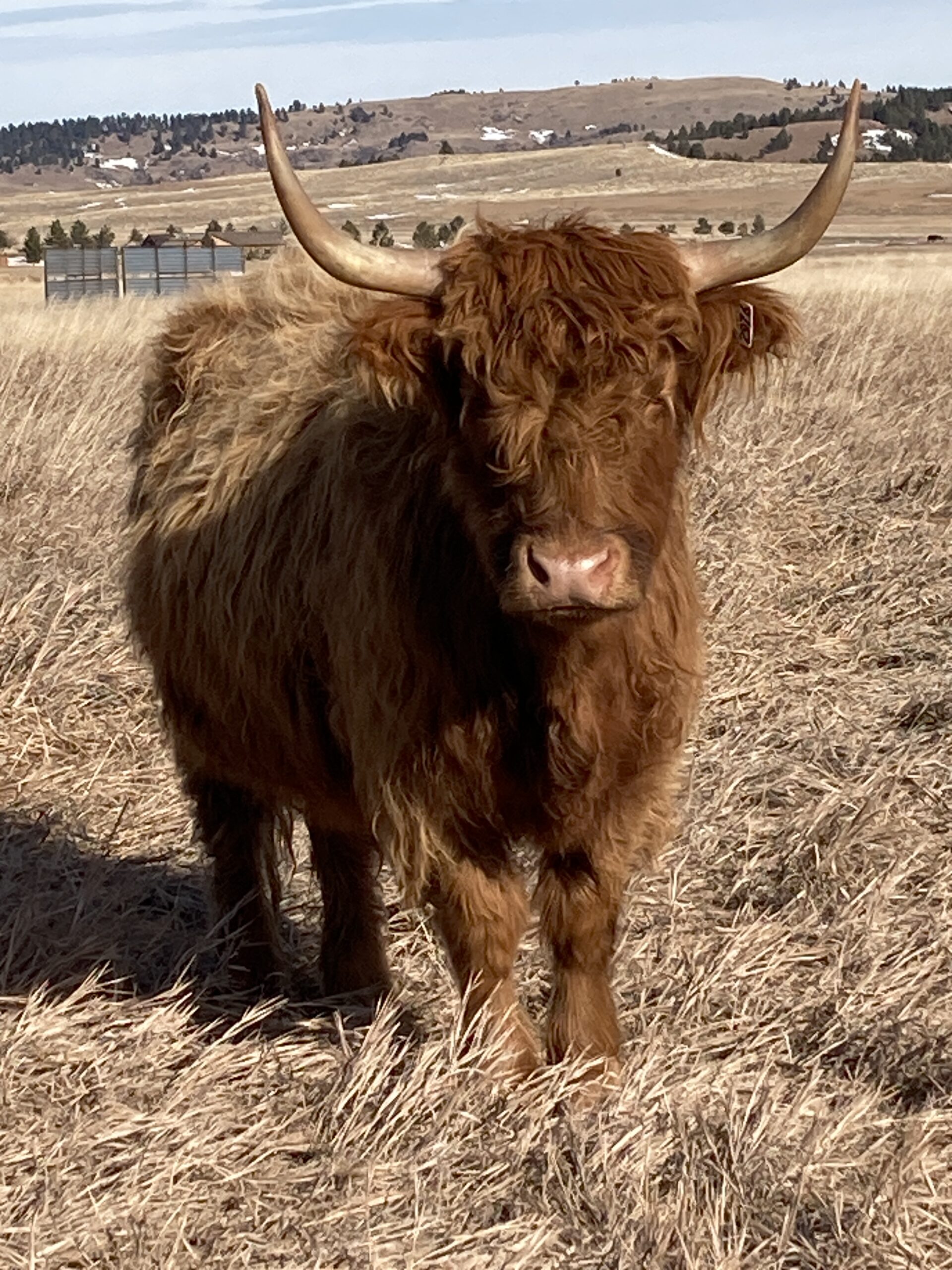 Black Hills Highlands Gallery | South Dakota - Black Hills Highlands